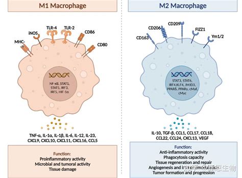 巨噬细胞极化标志物 知乎