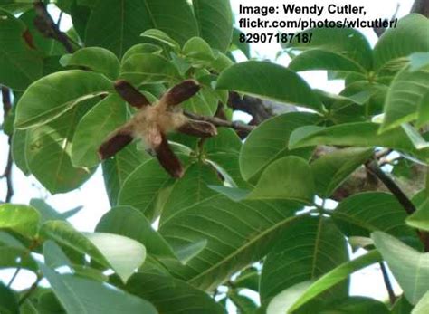 Types Of Trees With Thorns With Pictures Identification Guide