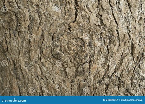 Dry Tree Bark Texture And Background Nature Concept Stock Image