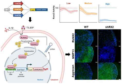 Gurcharan Kaur Ph D On Linkedin A Synthetic Closed‐looped Gene Circuit For The Autonomous