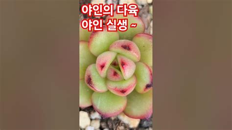 남은 하루도 행복하세요 ~ 이찬원 파종이 실생 다육 다유기 다육이 다육식물 반려식물 다육판매 다육이판매 다육이키우기 다육인스타그램 매혹이 청주