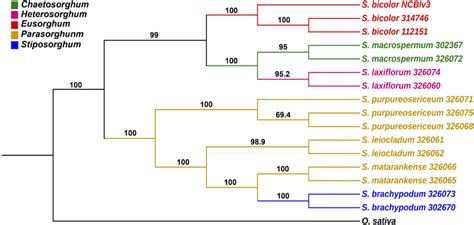 Neighbour Joining Tree Constructed 1000 Bootstrap Replicates Of The