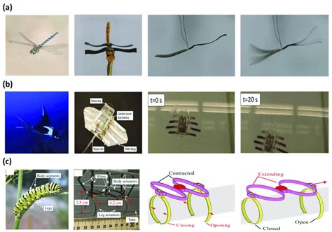 Demonstration Of Biomimetic Ipmc Actuator Inspired By A Dragonfly Download Scientific