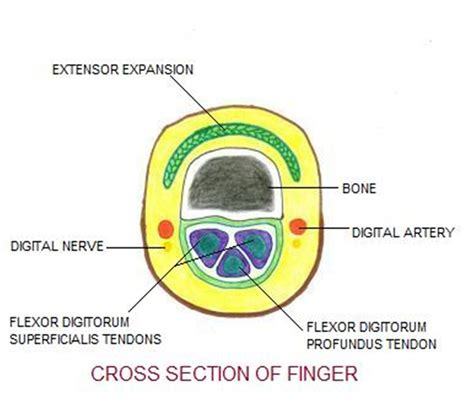Digital Nerve Block Wikism Sports Medicine Wiki