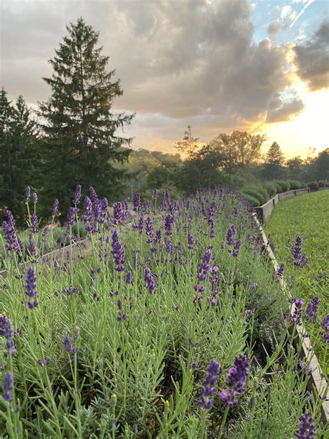 20 Best Lavender Farms To Visit Near You In Ohio Abundantly Blessed Farm