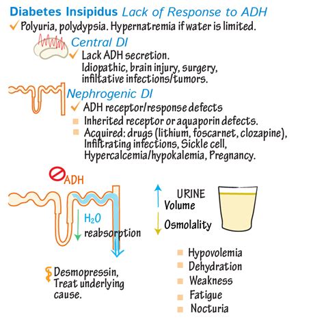 Pathology Glossary Diabetes Insipidus Draw It To Know It