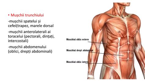 Sistemulmuscularpptx