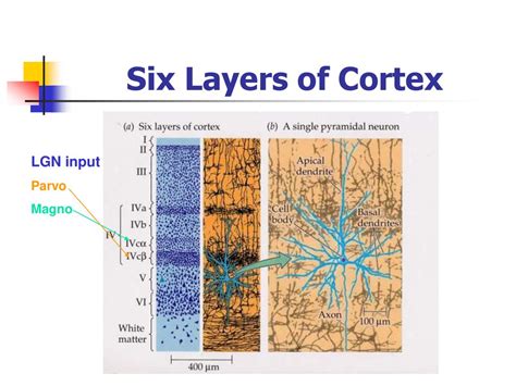 Cortical Functions And Their Measurement Vision As A Prototype Ppt Download