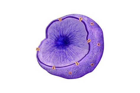 chromatin in a cell model