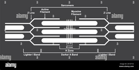 Scientific Designing Of Sarcomere Muscular Sarcomere Illustration