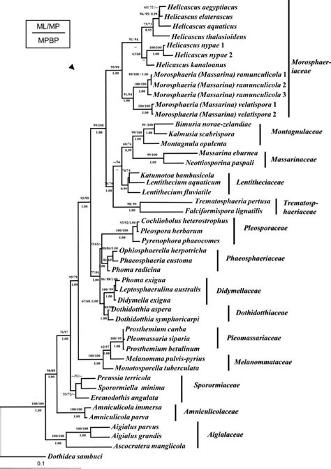 raxml tree based on lsu and ssu nrdna sequences bootstrap support