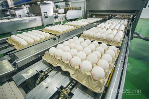 Монгол Улсын Ерөнхийлөгч У Хүрэлсүх “Баян” өндөгний үйлдвэрт зочиллоо