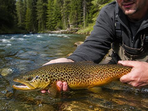 Tiger Trout What They Are How Theyre Made And How To Catch Them