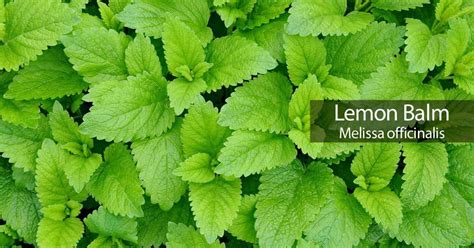 Lemon Balm Plant Care Growing Melissa Officinalis