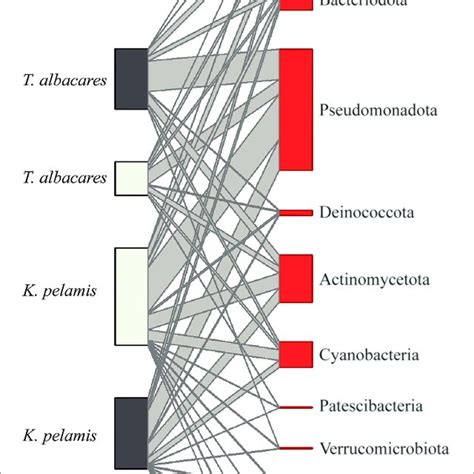 Selected Dna Metabarcoding Primers Designed For Actinopterygian Download Scientific Diagram