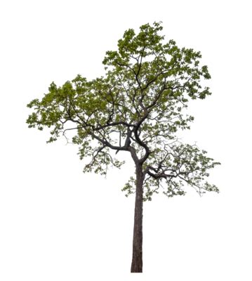 Tree Architecture PNGs For Free Download Tree Architecture PNGs For Free Download