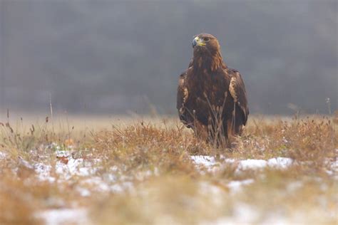 รูปภาพeagel เลือกดูภาพถ่ายสต็อก เวกเตอร์ และวิดีโอ517 Adobe Stock