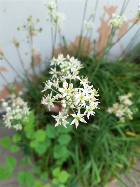 Allium Macrostemon Samsung Members