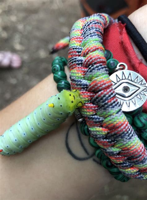 What Is This Tiny Bug In My Room More In Comments Rwhatbugisthis