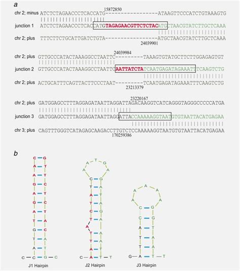 Sequences And De Novo Palindrome Structures Of Junctions On Dms A Download Scientific