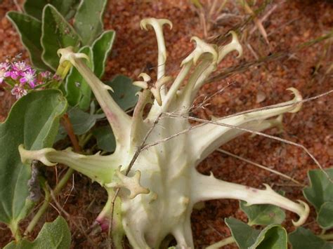 Devils Claw Uses Dosage Side Effects