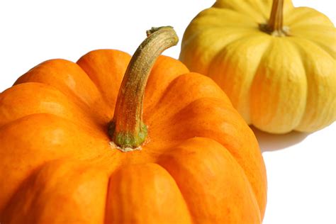 흰색 배경에 고립 된 줄기와 활기찬 색상 익은 호박을 올랐다 0명에 대한 스톡 사진 및 기타 이미지 0명 10월 가을 Istock