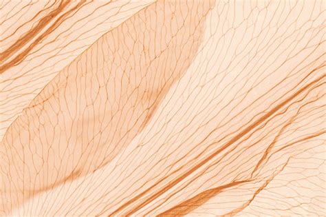 꽃잎의 자연 추상화 자연 배경 또는 벽지로 자연 질감을 가진 베이지 색 투명한 잎 매크로 질감 잎의 정맥과 컬러 미적 사진 식물 디자인 10월에 대한 스톡 사진 및 기타