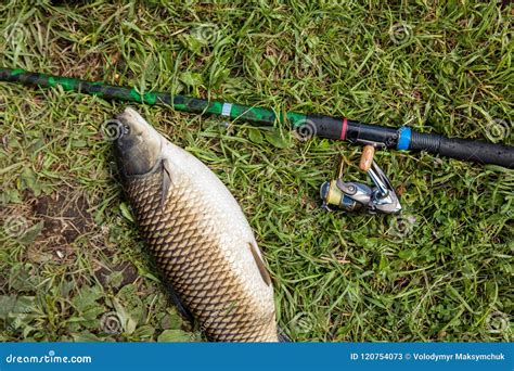 Catching Freshwater Fish And Fishing Rods With Fishing Reels On Green