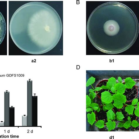Control Efficacy Of T Asperellum Gdfs1009 On F Oxysporum F Sp Download Scientific Diagram