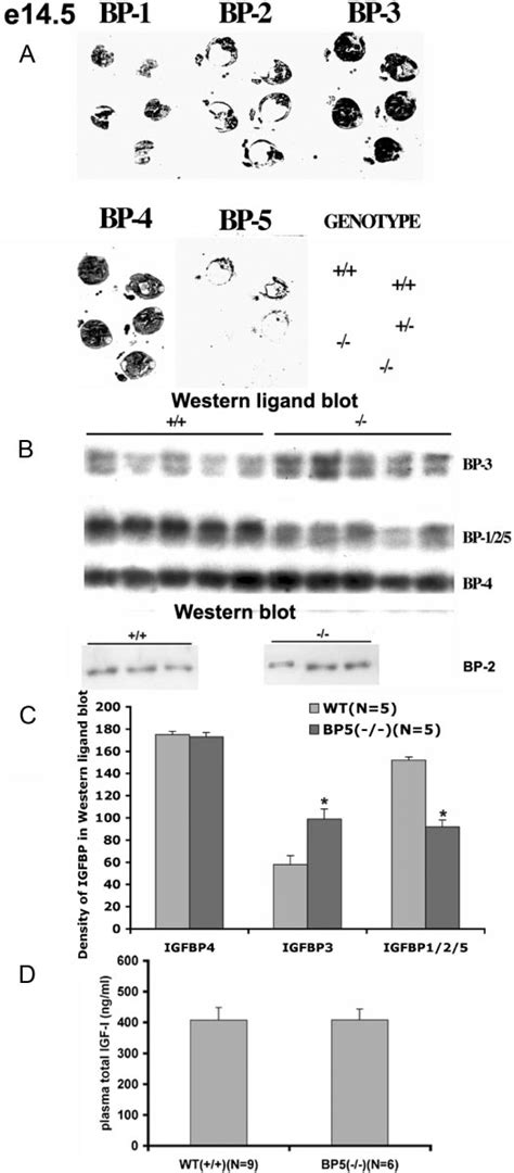 Analysis Of Igfbp Expression And Circulating Igf I Levels In Igfbp 5 Ko