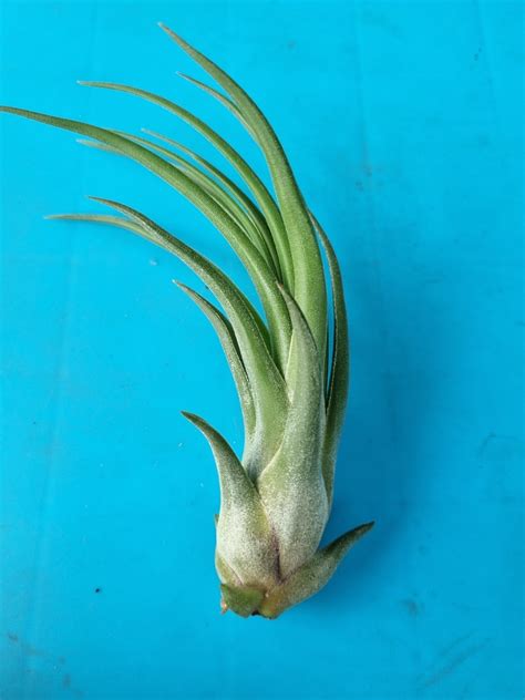 T Leo J Druidrfi Tillandsia Airplant Furniture And Home Living