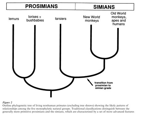 Evolution Of Primates Research Paper Iresearchnet