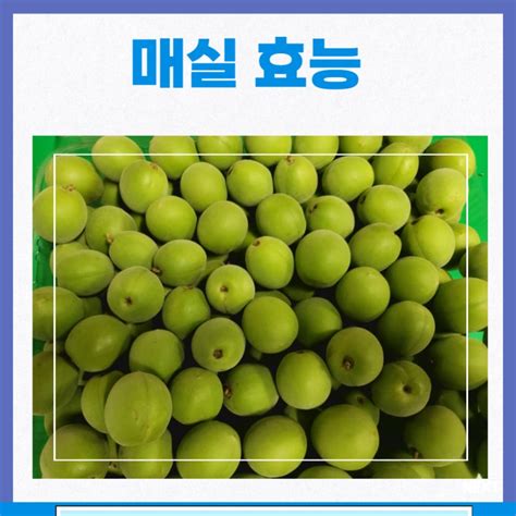 매실 효능 매실액 매실주 매실청 매실차 효능 부작용 매실 수확시기 네이버 블로그