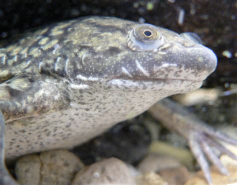 Common Herbicide Causes A Sex Change In Frogs