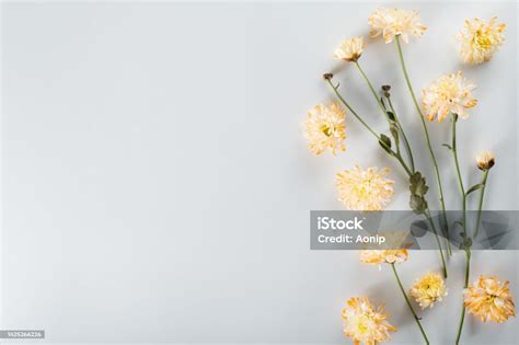 국화와 커터 꽃 구성 흰색 배경에 다양한 노란색 또는 주황색 꽃과 녹색 잎으로 만든 패턴과 프레임 플랫 레이 탑 뷰 복사 공간 봄 여름 개념 개념에 대한 스톡 사진 및 기타