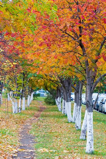 텍스처 배경 패턴입니다 마가 목 노란 빨간 루비의가 단풍 장미 가족 화합물 잎 흰 꽃과 붉은 열매의 작은 낙 엽 나무 0명에 대한 스톡 사진 및 기타 이미지 Istock