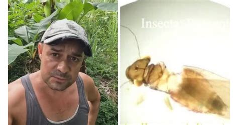 Български учен откри нов вид насекомо в джунглата