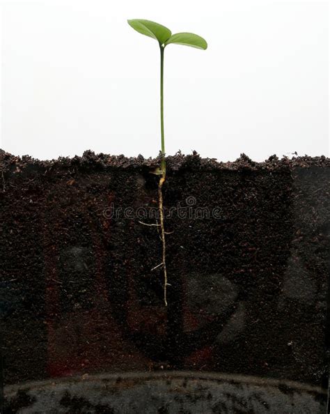 Photograph Of Plant Roots While Foraging In The Soil Stock Photo Image Of Shape Foraging