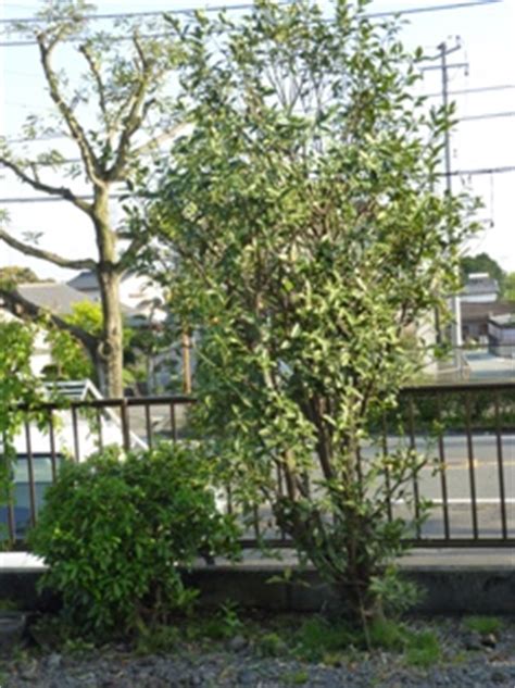 剪定例 キンカン