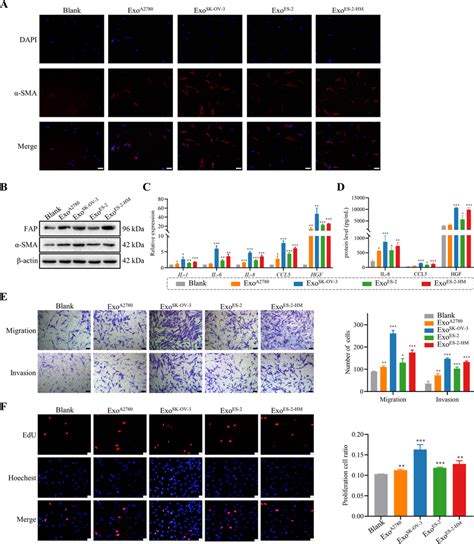 Exosomes Promote The Activation Of Myofibroblasts In Vitro A Download Scientific Diagram