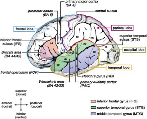 Brain Anatomy For Language Processing Download Scientific Diagram