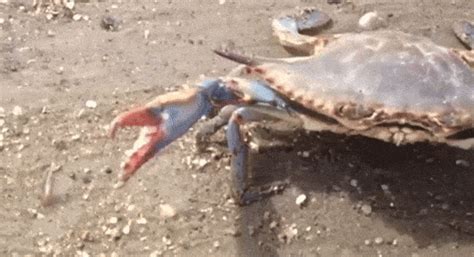 Soldier Crab Tumbex