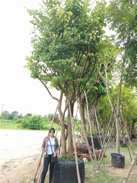 ขายต้นเสี้ยวป่าดอกขาว ขายต้นไม้ใหญ่และไม้ให้ร่มเงา Facebook