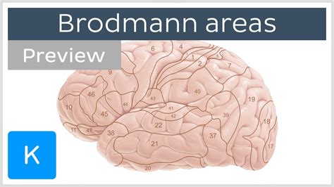 Brodmann Areas Of The Cerebral Cortex Preview Human Neuroanatomy Kenhub Youtube