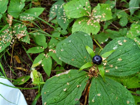 Вороний глаз (103 фото) » НА ДАЧЕ ФОТО