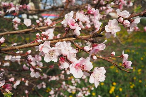 봄에 꽃이 피는 살구 또는 복숭아 가지 핑크 퍼플 봄 꽃입니다 Prunus Armeniaca 꽃은 5 개의 흰색에서 분홍빛이 도는 꽃잎을 가지고 있습니다 그들은 이른 봄에