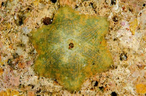 Meridiastra Solitary Islands Underwater Research Group