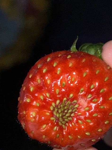 딸기먹다 머리에 소름돋음 ㅎㅇㅈㅇ 인스티즈 Instiz 일상 카테고리