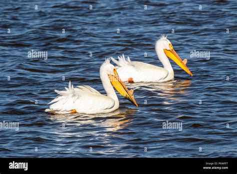 White Pelicans With Breeding Horn That Is Shed After Mating Stock