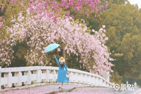 雙色粉紅美人花海美拍漫步白橋春季櫻景氛圍感爆棚 景點
